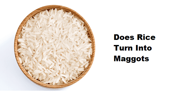 Does Rice Turn Into Maggots? (Explained) - Miss Vickie
