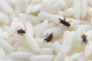 Does Rice Turn Into Maggots? (Common Rice Pests) - Miss Vickie