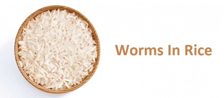 3 Ways To Solve Worms In Rice Issue - Miss Vickie