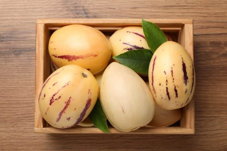 How To Tell If a Pepino Melon Is Ripe? Here's How! - Miss Vickie