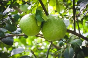 How To Tell If A Pomelo Is Ripe (Brief Guide) - Miss Vickie