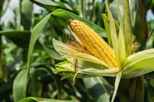 Corn vs Rice: A Thorough Comparison - Miss Vickie