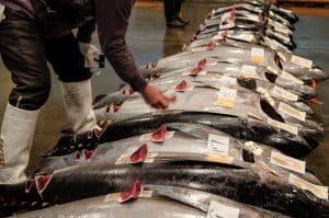 White Tuna vs Red Tuna: What's The Difference? - Miss Vickie
