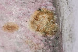Why Is There Pink Mold On Cheese? (Answered) - Miss Vickie
